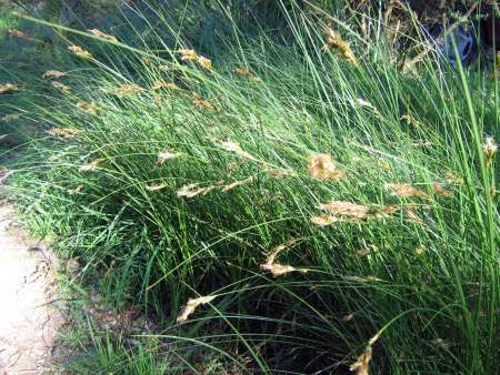 Green-top Sedge along Campbells Creek